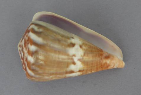 shellauction.net :: Conus namocanus - 3688232