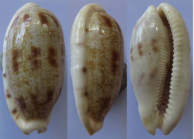 shellauction.net :: Talostolida teres teres - 3688244