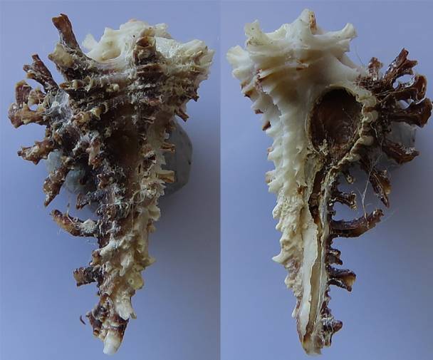 shellauction.net :: Homalocantha dondani - 3688252