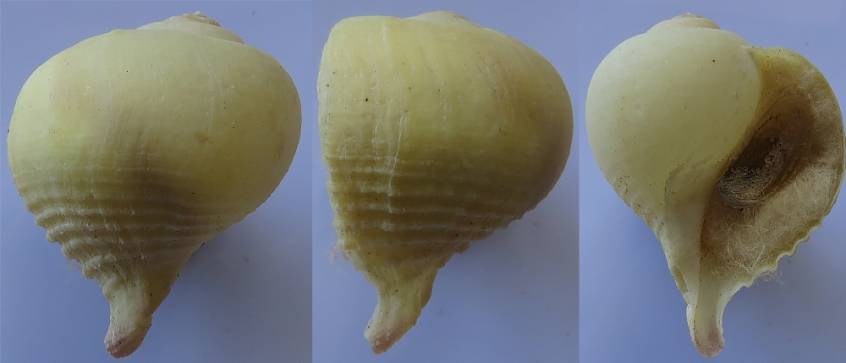 shellauction.net :: Rapa rapa - 3688255