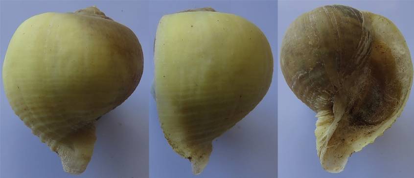 shellauction.net :: Rapa rapa - 3688258