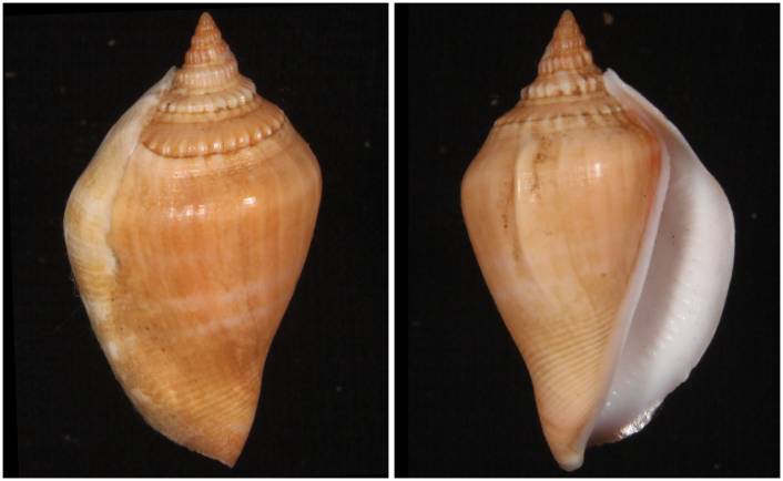 shellauction.net :: Strombus marginatus robustus - 3688266