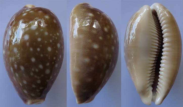 shellauction.net :: Lyncina vitellus - 3688267