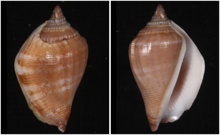 shellauction.net :: Strombus marginatus robustus - 3688274