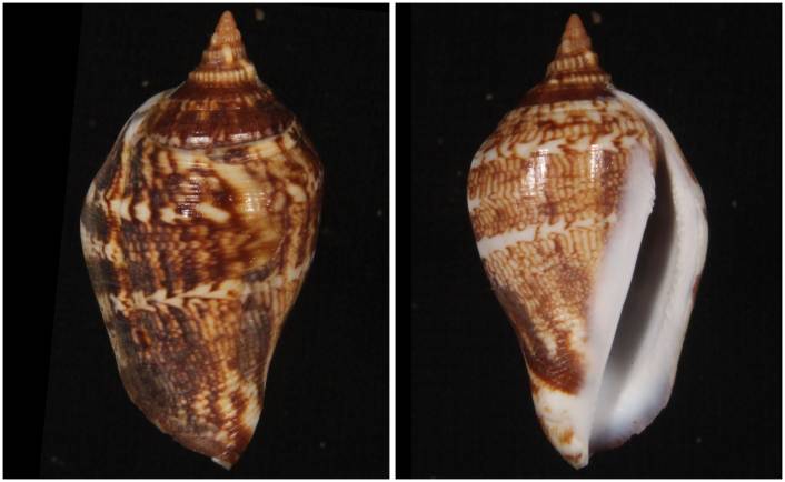 shellauction.net :: Strombus marginatus robustus - 3688275