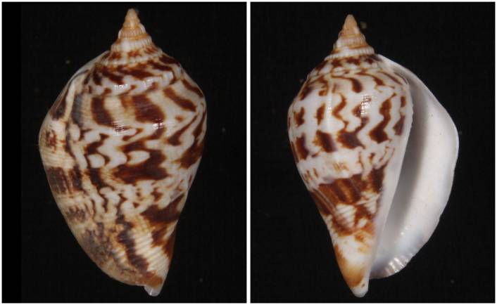 shellauction.net :: Strombus marginatus robustus - 3688276