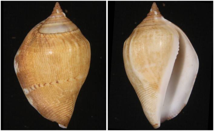 shellauction.net :: Strombus marginatus robustus - 3688278