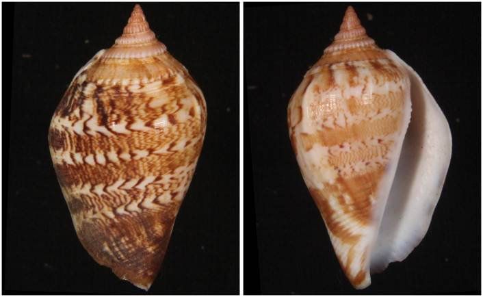 shellauction.net :: Strombus marginatus robustus - 3688279