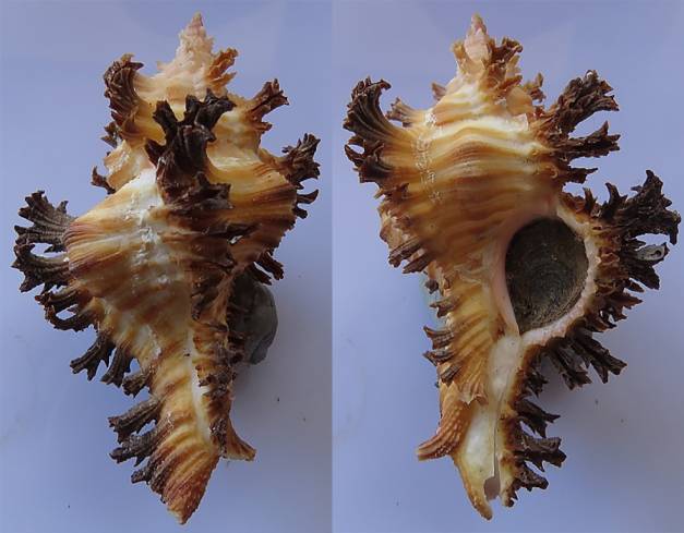 shellauction.net :: Chicoreus strigatus - 3688290