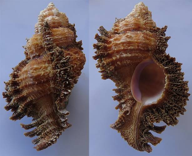 shellauction.net :: Chicomurex laciniatus - 3688292