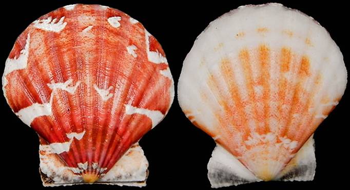 shellauction.net :: Bractechlamys vexillum - 3688352