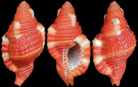 shellauction.net :: Cymatium (Septa) rubeculum - 3688377