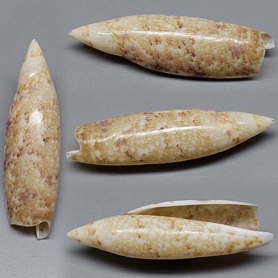 shellauction.net :: Terebellum terebellum - 3688384