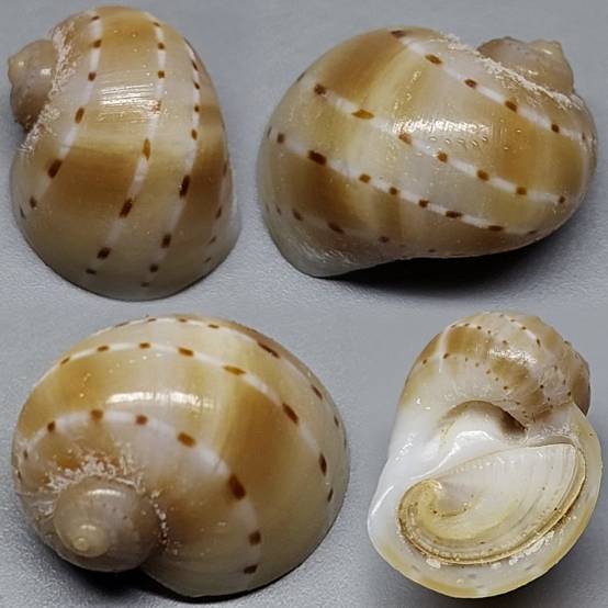 shellauction.net :: Natica sp. - 3688429