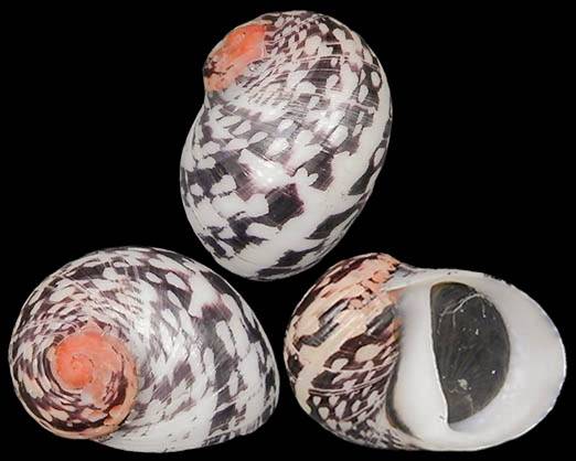 shellauction.net :: Neritodryas cornea - 3688614