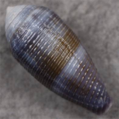 shellauction.net :: Leporiconus glans - 3688842