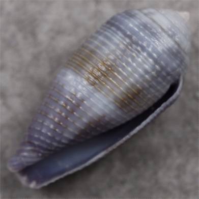 shellauction.net :: Leporiconus glans - 3688842