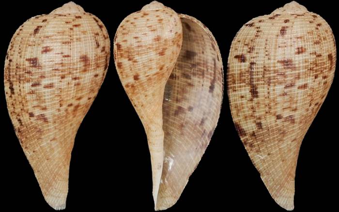 shellauction.net :: Ficus ficus - 3688845