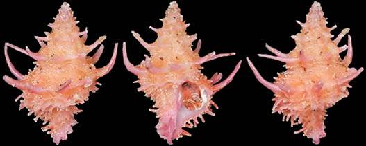 shellauction.net :: Babelomurex takahashii - 3688973