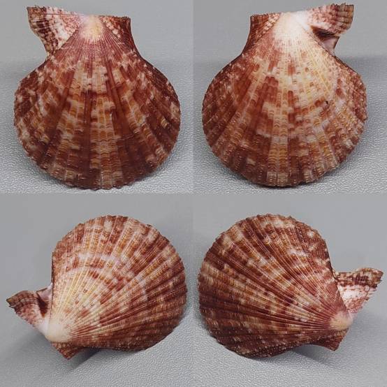 shellauction.net :: Chlamys senatoria - 3689041