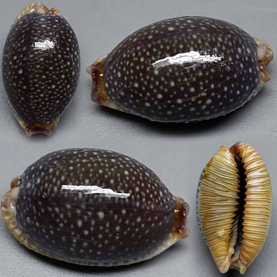 shellauction.net :: Staphylaea limacina - 3689211