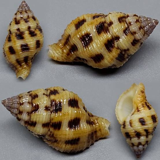 shellauction.net :: Pollia wagneri - 3689379