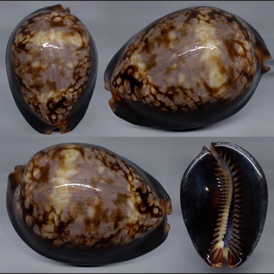 shellauction.net :: Mauritia mauritiana - 3689396