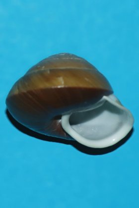 shellauction.net :: Hadra webbi - 3689529