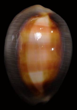 shellauction.net :: Lyncina ventriculus - 3689578