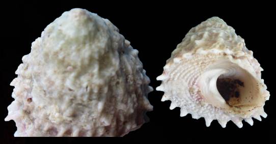 shellauction.net :: Jujubinus corallinus - 3689587