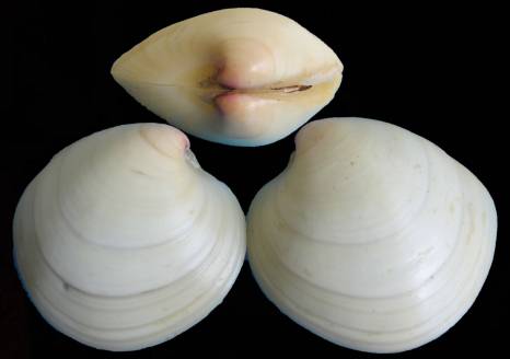 shellauction.net :: Dosinia lupinus - 3689632