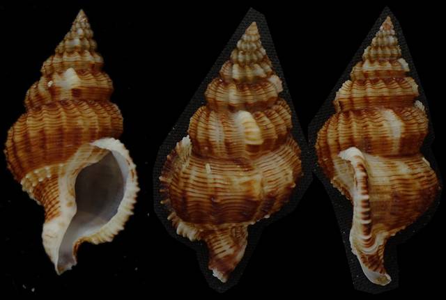 shellauction.net :: Nassaria problematica - 3689653