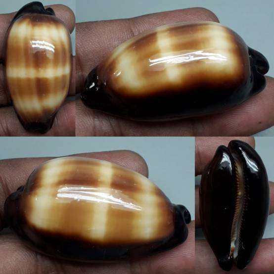 shellauction.net :: Talparia talpa - 3689746