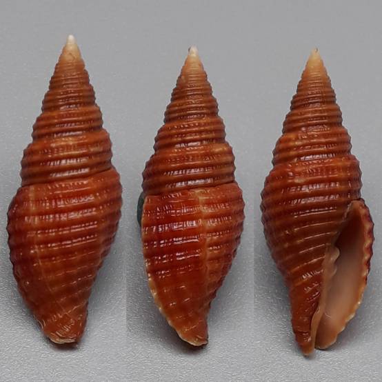 shellauction.net :: Nebularia sp. - 3689770