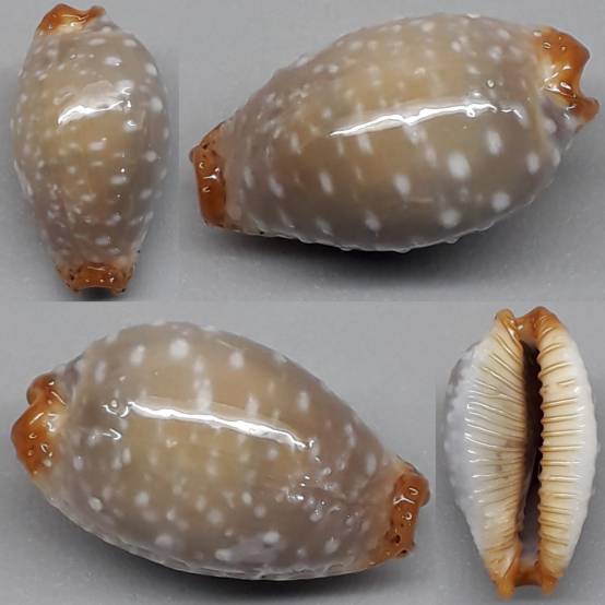 shellauction.net :: Staphylaea limacina - 3689865