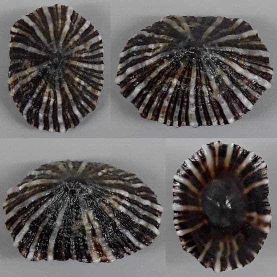 shellauction.net :: Patella sp. - 3689973