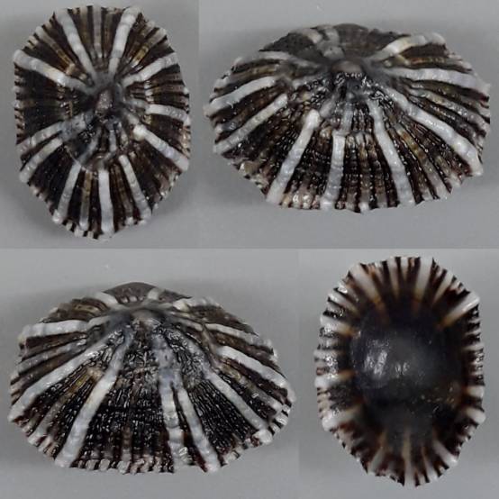 shellauction.net :: Patella sp. - 3689974