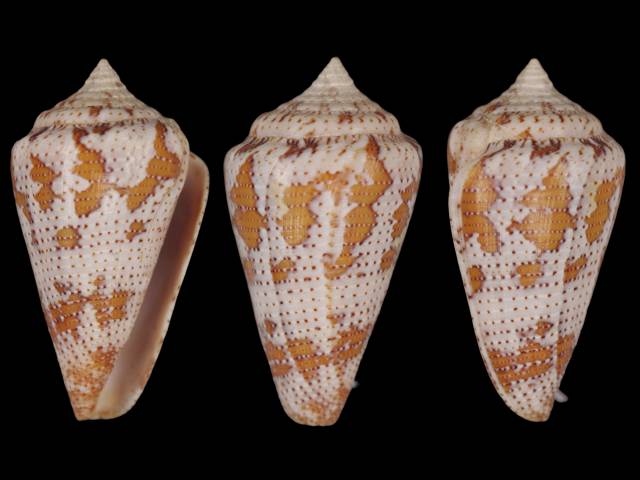 shellauction.net :: Conus dominicanus - 3690107