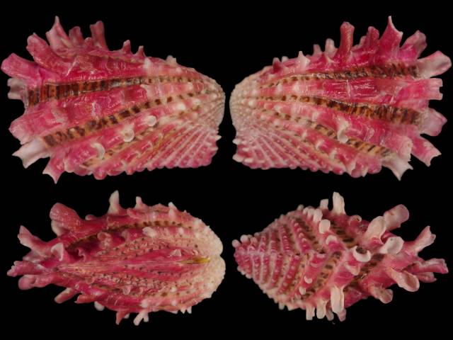 shellauction.net :: Cardita crassicosta - 3690112