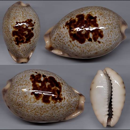 shellauction.net :: Erronea pallida - 3690142