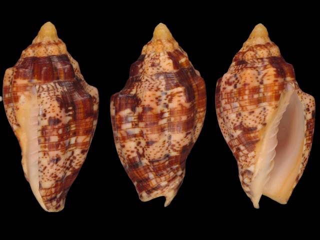 shellauction.net :: Voluta musica - 3690152