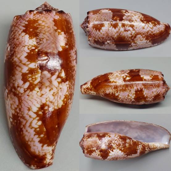 shellauction.net :: Conus geographus - 3690503