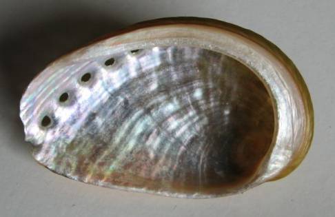 shellauction.net :: Haliotis rugosa - 3690531