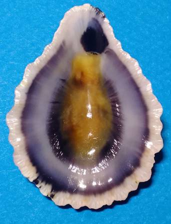 shellauction.net :: Scutellastra cochlear - 3690562