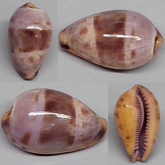 shellauction.net :: Contradusta walkeri - 3690603