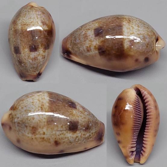 shellauction.net :: Contradusta walkeri - 3690604