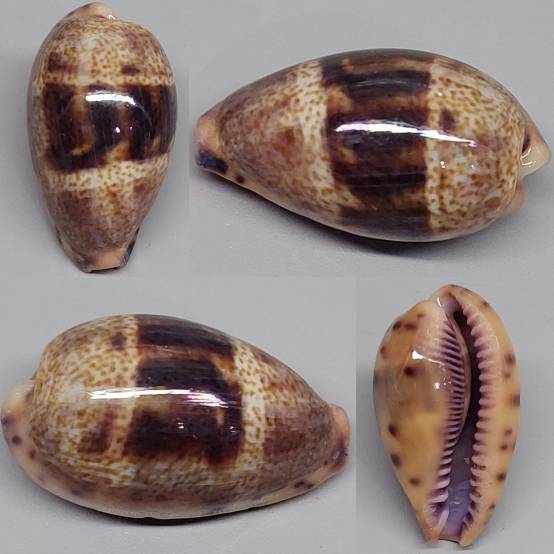 shellauction.net :: Contradusta walkeri - 3690605