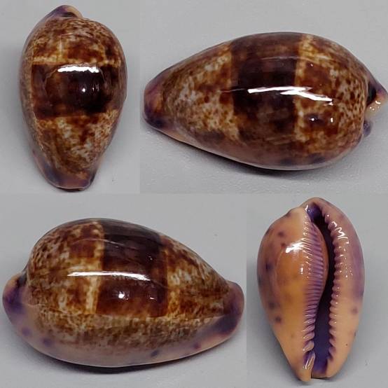 shellauction.net :: Contradusta walkeri - 3690606