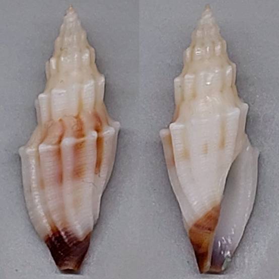 shellauction.net :: Eucithara sp. - 3690721