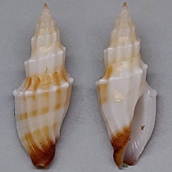 shellauction.net :: Eucithara sp. - 3690722